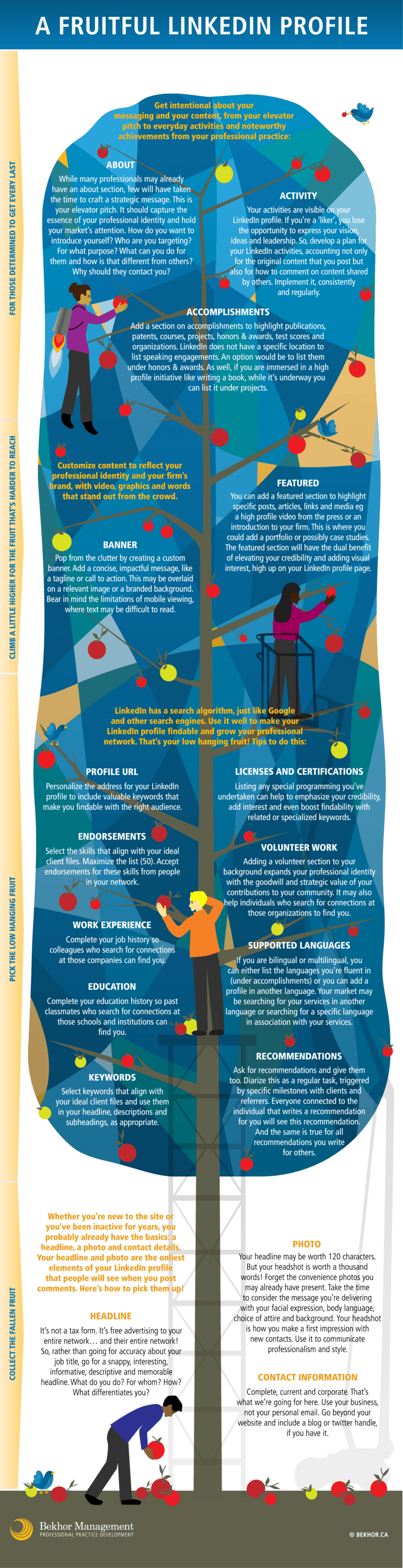 Bekhor Management - A Fruitful LinkedIn Profile [Infographic]